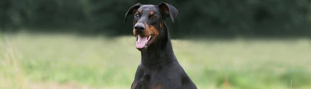 Dobermann Lebenserwartung, Lebensdauer